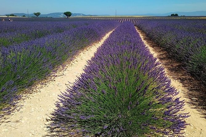 Small Group Marseille Shore Excursion: Lavender Tour - Frequently Asked Questions