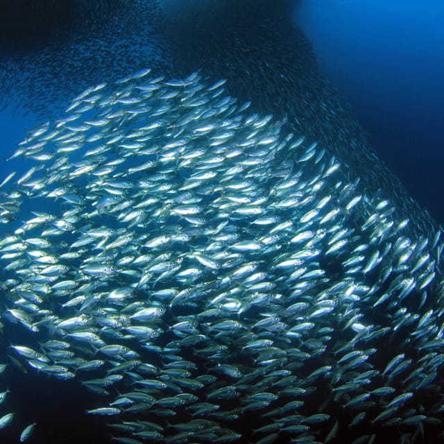 Small Group Moalboal and Badians Ultimate Adventure Tour - Authentic Experiences and Real Traveler Insights