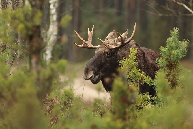 Small-Group Moose Wild Safari from Rovaniemi - In The Sum Up