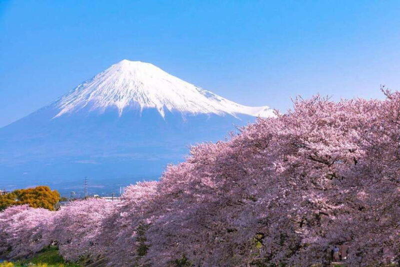 Small Group Mt.Fuji,Lake Kawaguchi&Yamanaka HotelPickup Opt - What’s the Value?