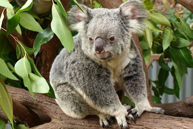 Small-Group Murray River Adventure - Paddle Steamer & Wildlife - The Sum Up