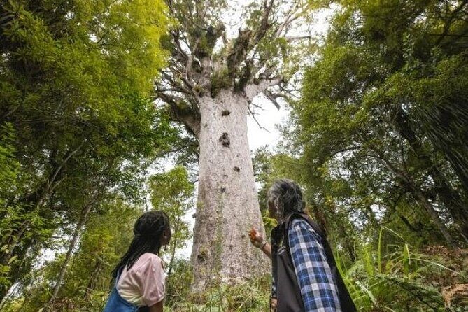 Small-Group Mystical Waipoua Forest Kauri Tour from Auckland - The Kauri Museum: A Journey into New Zealand’s Past