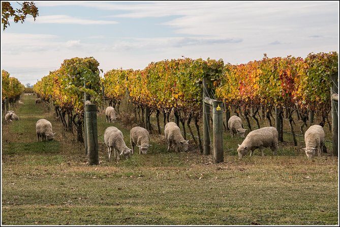 Small group - Napier, Wine, Beer & Cider Tour - 5.0 - 5.5 hours - An In-Depth Look at the Tour Experience