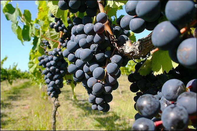 Small group - Napier, Wine, Beer & Cider Tour - 5.0 - 5.5 hours - Authentic Reviews: What Travelers Say
