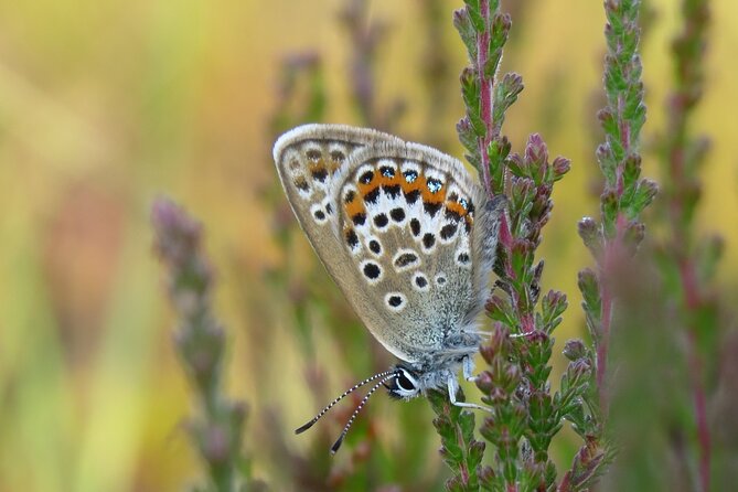 Small-Group New Forest Discovery Walk From Lyndhurst - Meeting and Logistics