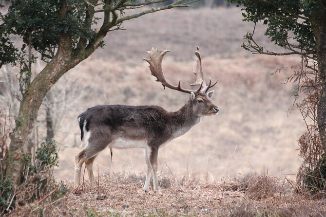 Small-Group New Forest Discovery Walk From Lyndhurst - Discovering Woodland Wildlife