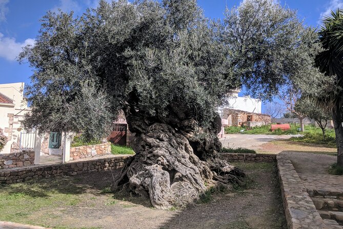 Small Group Olive Oil and Wine Tour with Light Lunch - Authentic Crete in a Glass and a Drop: A Winemaking and Olive Oil Experience