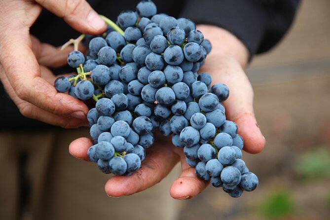 Small Group Olive Oil and Wine Tour with Light Lunch - What Makes This Tour Stand Out