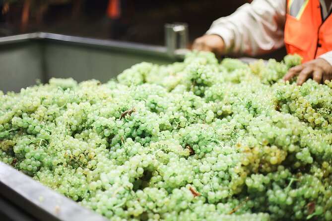 Small Group Olive Oil and Wine Tour with Light Lunch - The Sum Up: Why This Tour Is Worth Considering