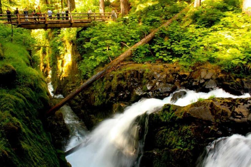 Small Group: Olympic National Park Day Tour From Seattle - Exploring Olympic’s Ecosystems