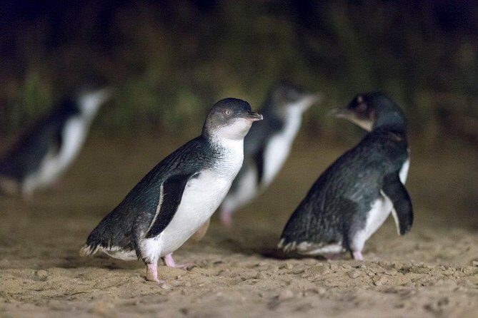 Small-Group Phillip Island Afternoon Day Trip from Melbourne - Why This Tour Offers Excellent Value
