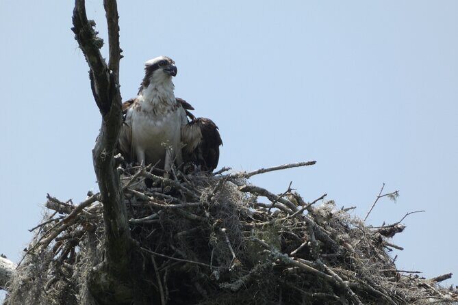 Small Group Scenic Wekiva River Kayak Tour near Orlando - Why Visitors Love This Tour