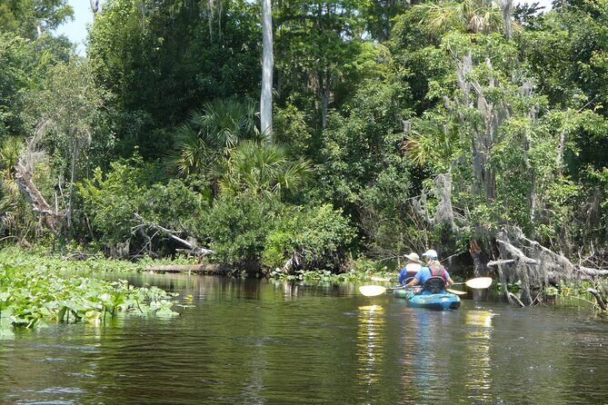Small Group Scenic Wekiva River Kayak Tour near Orlando - The Sum Up