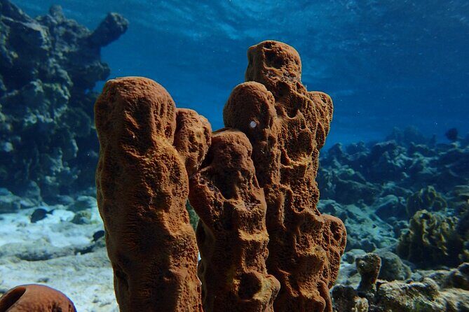 Small-Group Sea Scooters Snorkel at Mangel Halto Beach in Aruba - Group Size and Flexibility