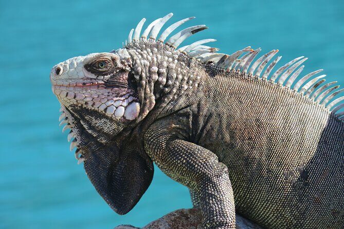 Small Group Sea Turtle Tour (Guaranteed to see turtles) - Pricing and Value