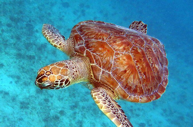 Small Group Sea Turtle Tour (Guaranteed to see turtles) - The Experience for Different Travelers