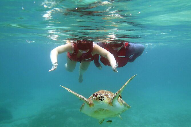 Small Group Sea Turtle Tour (Guaranteed to see turtles) - Final Thoughts: Is This Tour Worth It?