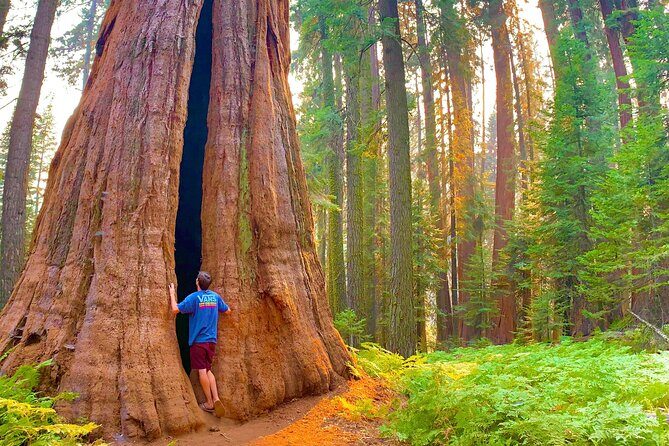 Small Group Sequoia Tour from Wuksachi Lodge with Lunch - Who is This Tour Best For?