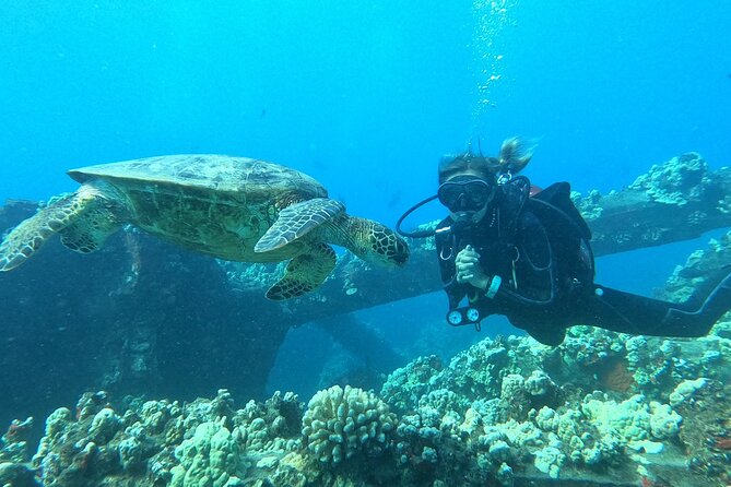 Small-Group Shark and Turtle Dive for Certified Divers - Transforming a Condemned Pier Into a Vibrant Reef
