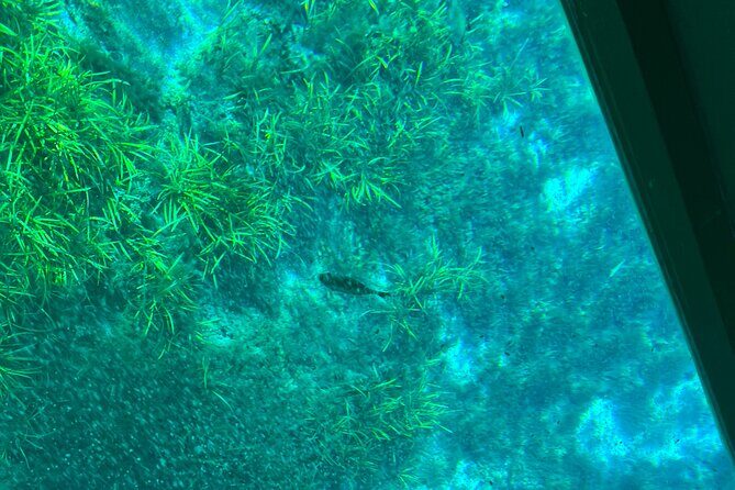 Small Group Silver Springs State Park 1-Day Tour from Orlando - A Deeper Look at the Experience