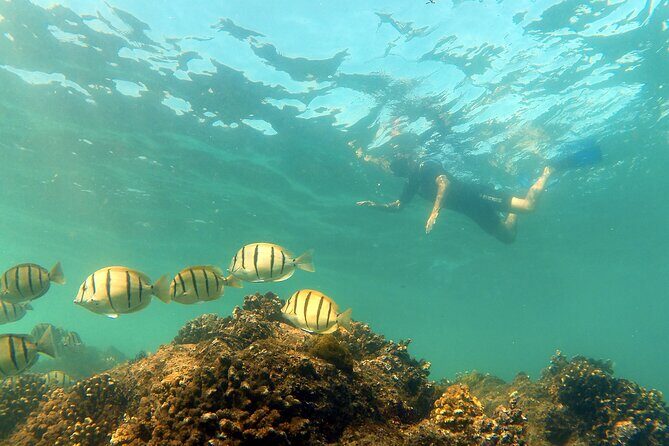 Small-Group Snorkel Adventure in San Jose del Cabo - FAQ