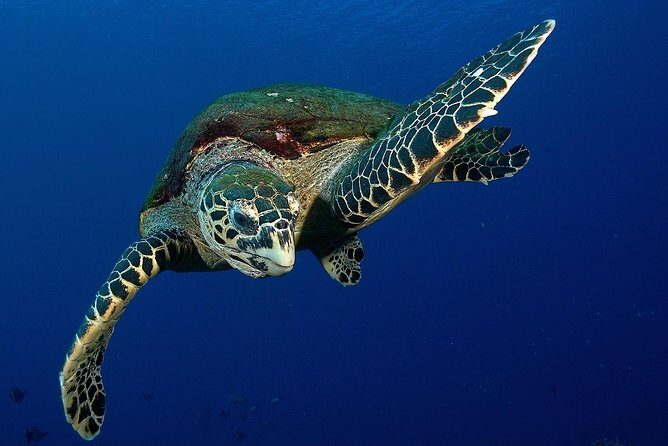 Small group snorkeling (5 people max): Turtles at 7:30am - Key Points