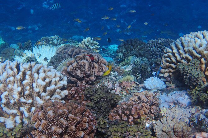 Small group snorkeling (5 people max): Turtles at 7:30am - Detailed Itinerary Breakdown
