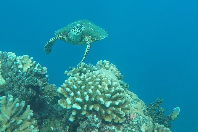 Small group snorkeling (5 people max): Turtles at 7:30am - Practical Tips for Participants