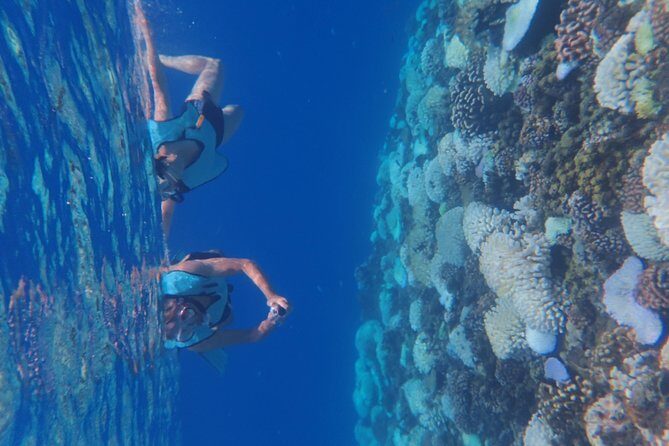 Small group snorkeling (5 people max): Turtles at 7:30am - Final Reflection