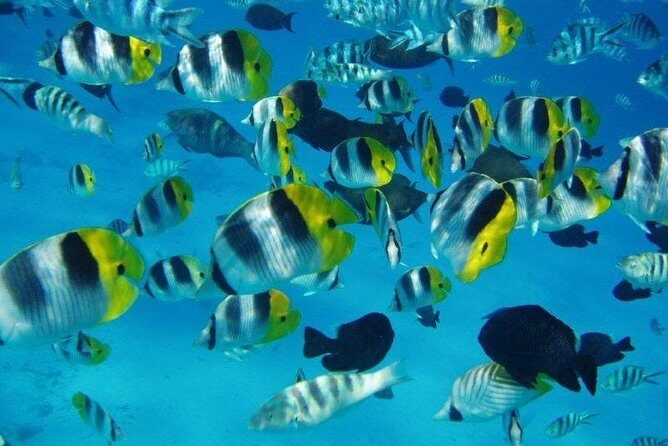 Small group snorkeling (5 people max): wrecks & tropical fishes at 3:30pm - FAQ