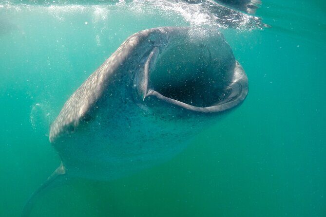 Small Group Snorkeling and Swim with Whale Sharks & Sea Lions in La Paz - Analyzing the Experience: A Genuine Look at What You Can Expect