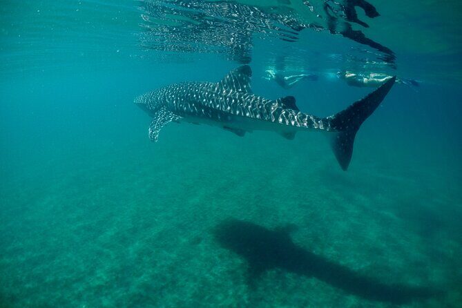 Small Group Snorkeling and Swim with Whale Sharks & Sea Lions in La Paz - Final Thoughts