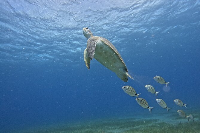 Small Group Snorkeling in Abades Bay with Licensed Guide - An Honest Look at Small Group Snorkeling in Abades Bay