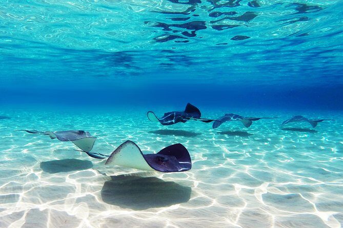 Small Group Snorkeling, Sharks & Stingrays Encounter by boat - Key Points