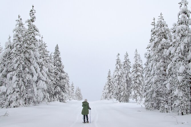 Small-Group Snowshoeing Adventure In Lapland - Learning and Connecting with Nature