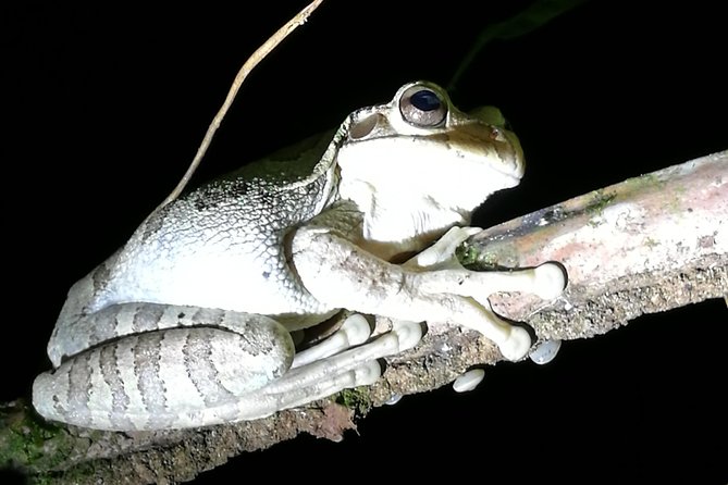 Small-Group Tortuguero National Park Night Walk in Costa Rica - Highlights of the Tortuguero National Park Night Walk