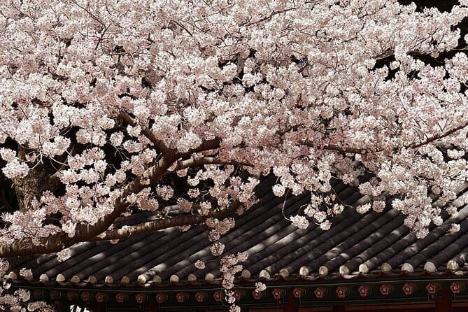 Small Group Tour East Jeju Cherry Blossom & Woman Diver Show - Introduction: Why This Tour Stands Out