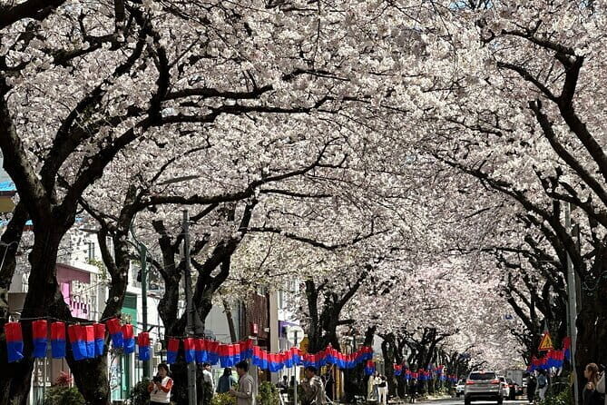 Small Group Tour East Jeju Cherry Blossom & Woman Diver Show - Key Points