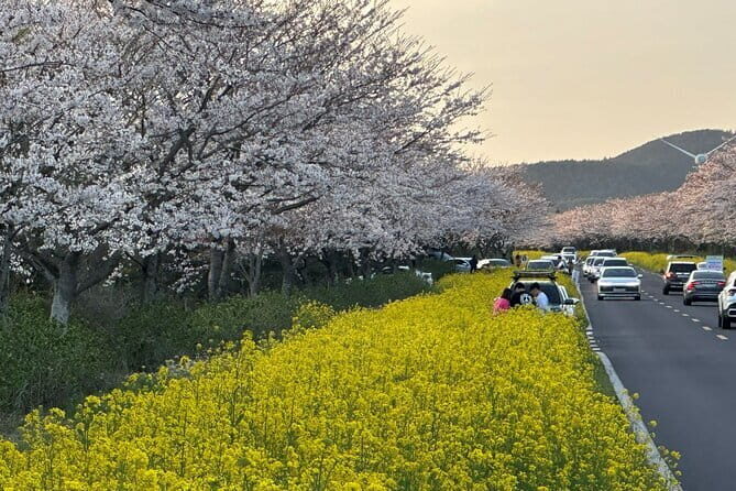 Small Group Tour East Jeju Cherry Blossom & Woman Diver Show - What We Found Most Valuable
