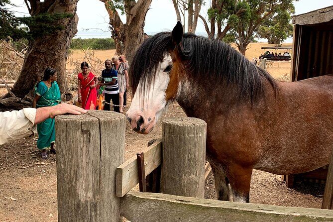 Small Group Tour of 2-7pax in Phillip Island & Churchill Island - Authenticity and Guides