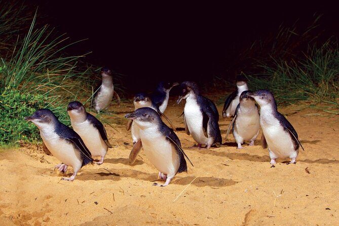 Small Group Tour of 2-7pax in Phillip Island & Churchill Island - FAQ