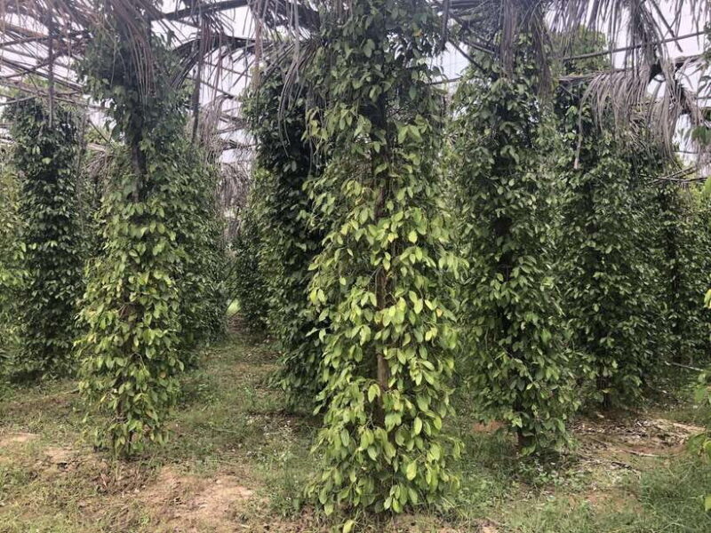 Small Group Tour: One Day Phnom Penh to Kampot & Kep - How Does the Price Reflect the Experience?