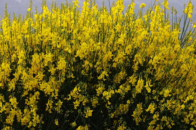 Small Group Tour to Knossos Palace Lasithi Plateau & Olive Mill - Final Thoughts