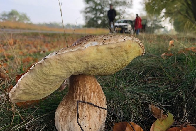 Small Group Tour to NP Hoge Veluwe (Van Gogh) From Amsterdam - Accessibility & Additional Information