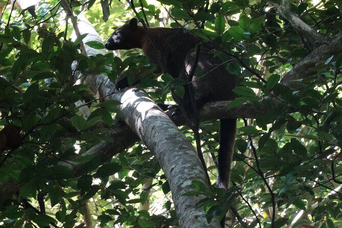 Small-Group Trekking Experience in Daintree National Park - An Authentic Journey into Daintrees Hidden Corners