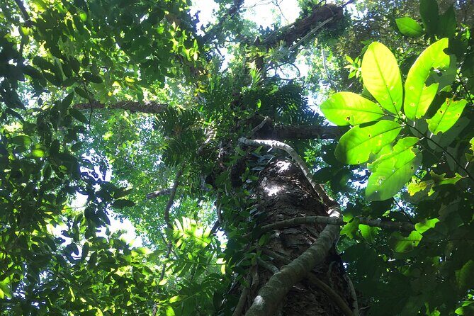 Small-Group Trekking Experience in Daintree National Park - The Sum Up