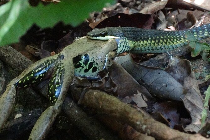 Small-Group Trekking Experience in Daintree National Park - Frequently Asked Questions