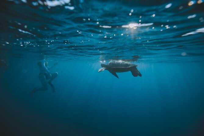 Small Group Turtle Canyon Snorkel in Waikiki - Tips for a Successful Snorkeling Trip