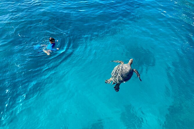 Small Group Turtle Canyon Snorkel in Waikiki - Frequently Asked Questions