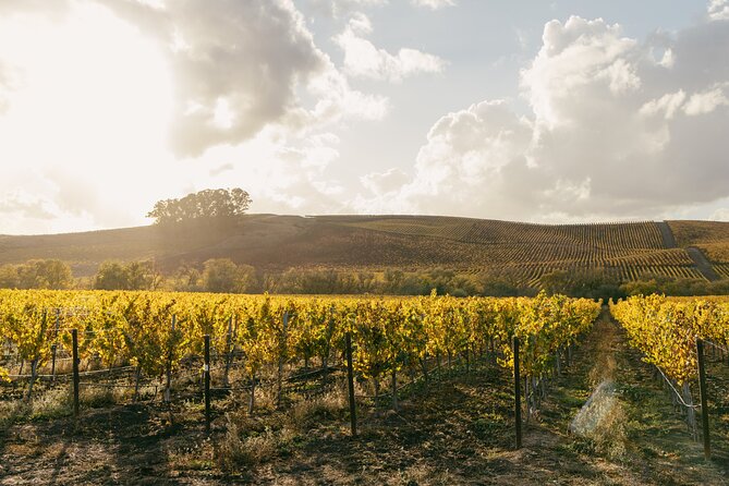 Small Group: Ultimate Napa and Sonoma Wine Tour- San Francisco - Scenic Vineyard Views and Relaxing Pace